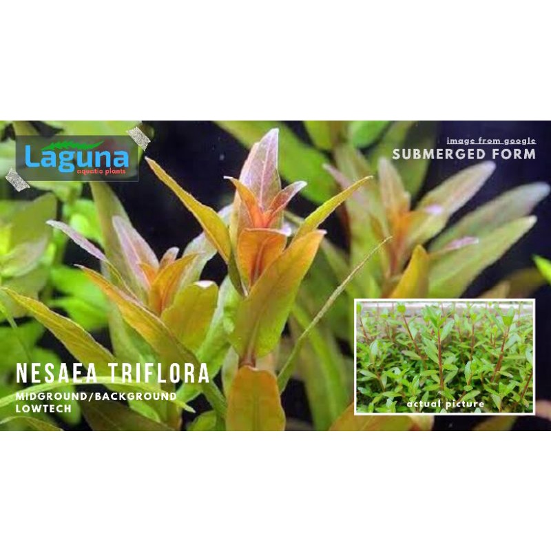 Nesaea Triflora lowtech aquatic plants (20pcs+) | Shopee Philippines