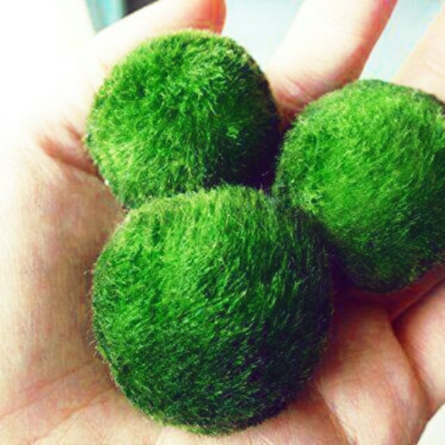 Japanese Marimo Ball Moss for Aquarium Shrimp and Fish | Shopee Philippines