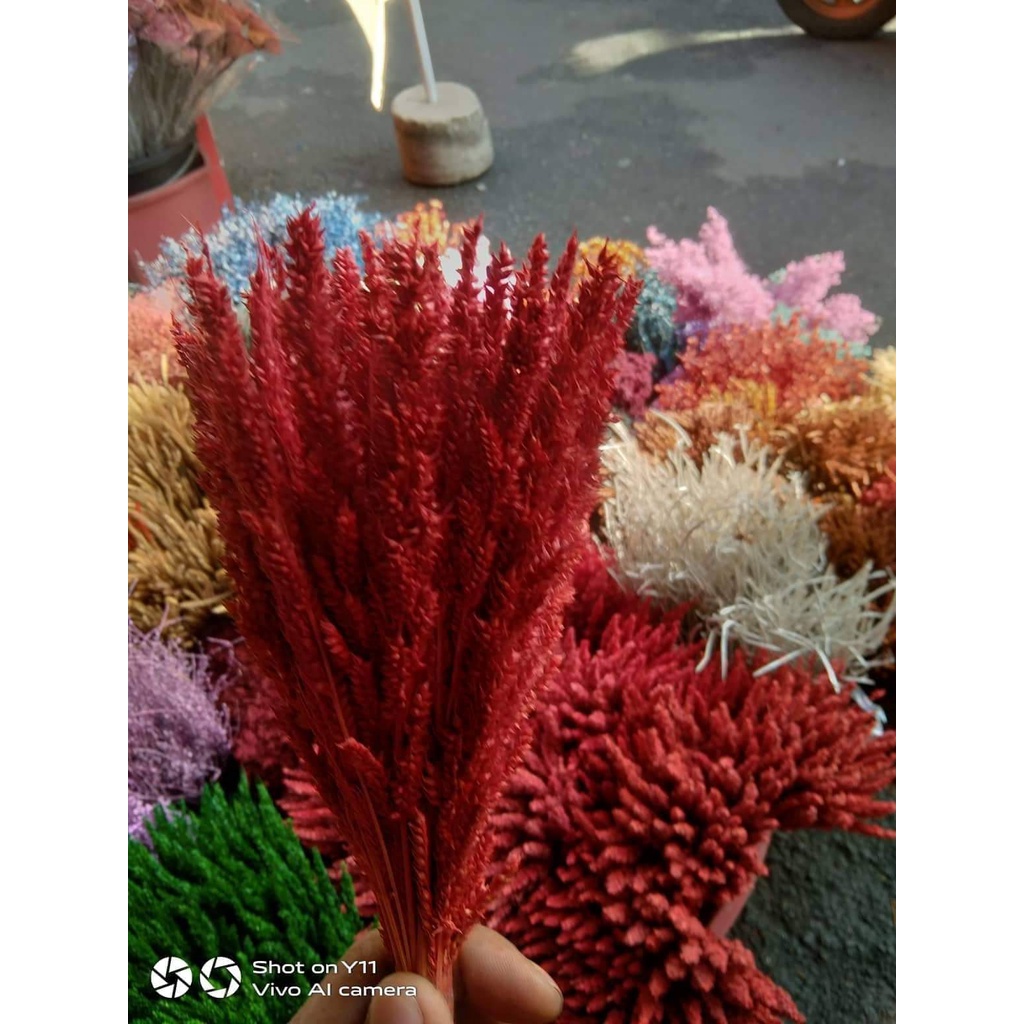 Trigo grass per bundle (₱40 per bundle) | Shopee Philippines