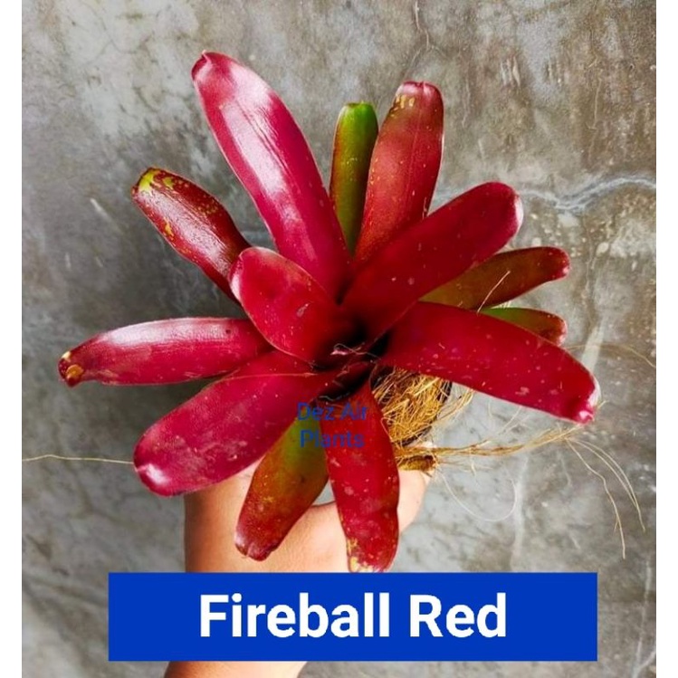 FIREBALL Mini-Bromeliads - indoor/outdoor landscape plants | Shopee ...