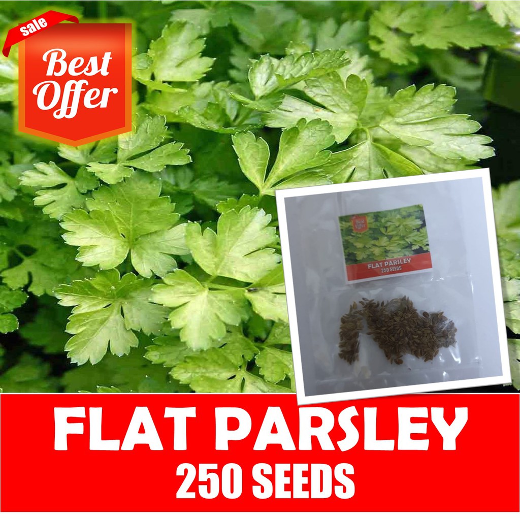 Flat Parsley Seeds -Italian Flat Parsley Seeds | Shopee Philippines