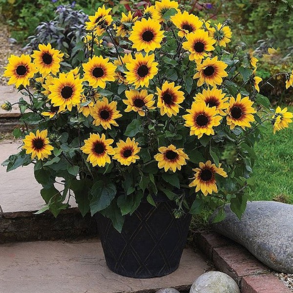 Munchkin Sunflower Seeds - Dwarf Sunflower Seeds - Sunflower MUnchkin ...