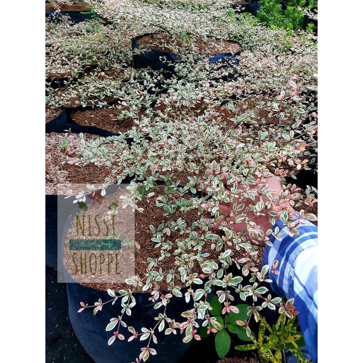 african talisay plants - Best Prices and Online Promos - May 2026 ...