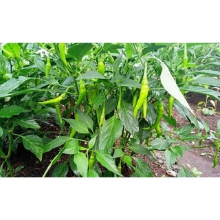 Shop sili panigang for Sale on Shopee Philippines