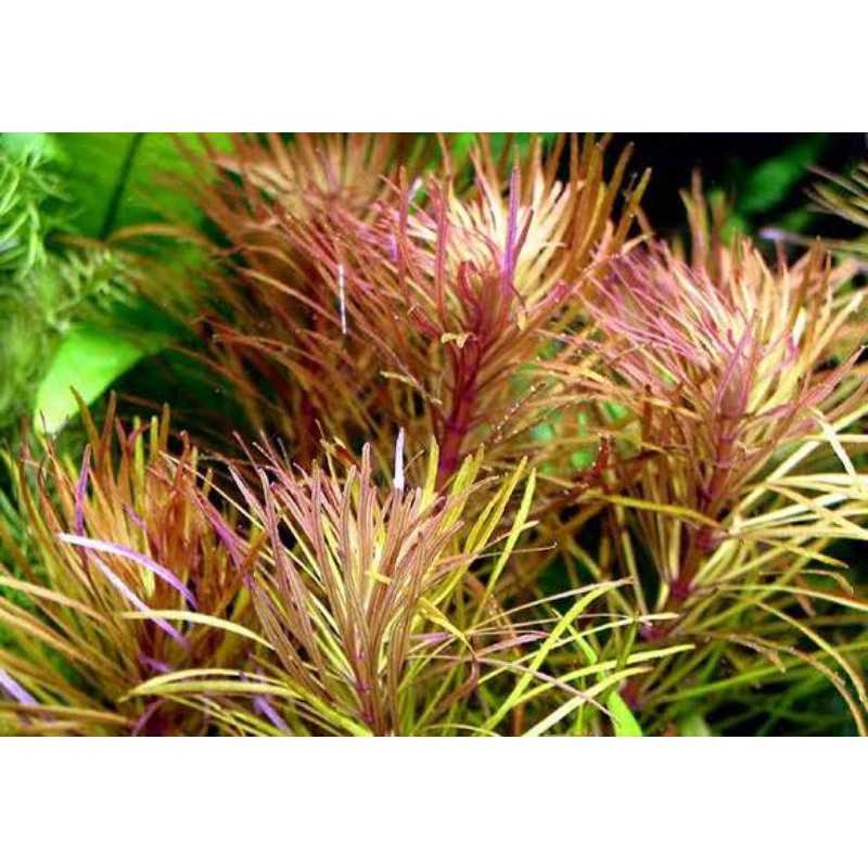 Pogostemon Octopus emersed aquatic plants per 5 stems | Shopee Philippines