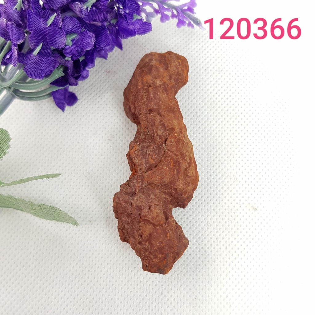 Coprolite Fossil from Morocco - Fossilized Dung - Fossilized Feces ...