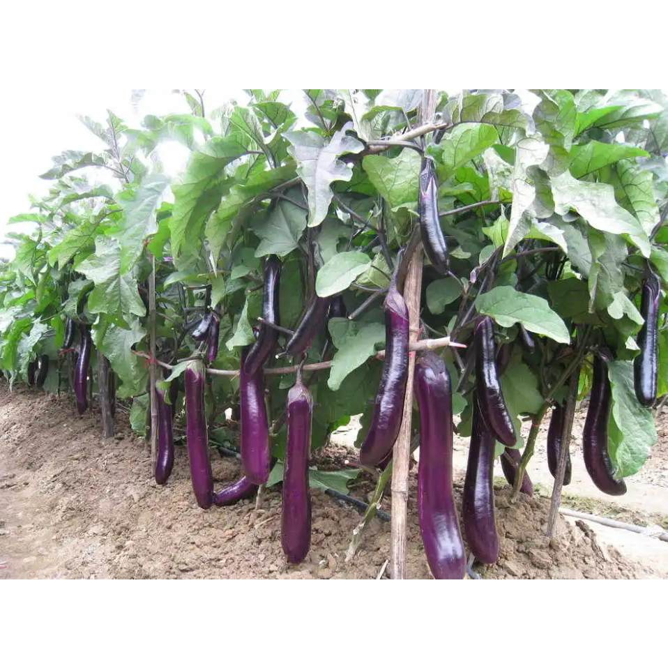 Alexander Barbecue Purple Long Eggplant Vegetable Seeds ( 300 seeds ...