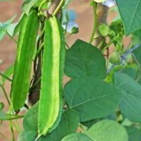 Sigarilyas Winged Bean Seed Green Variety | Shopee Philippines