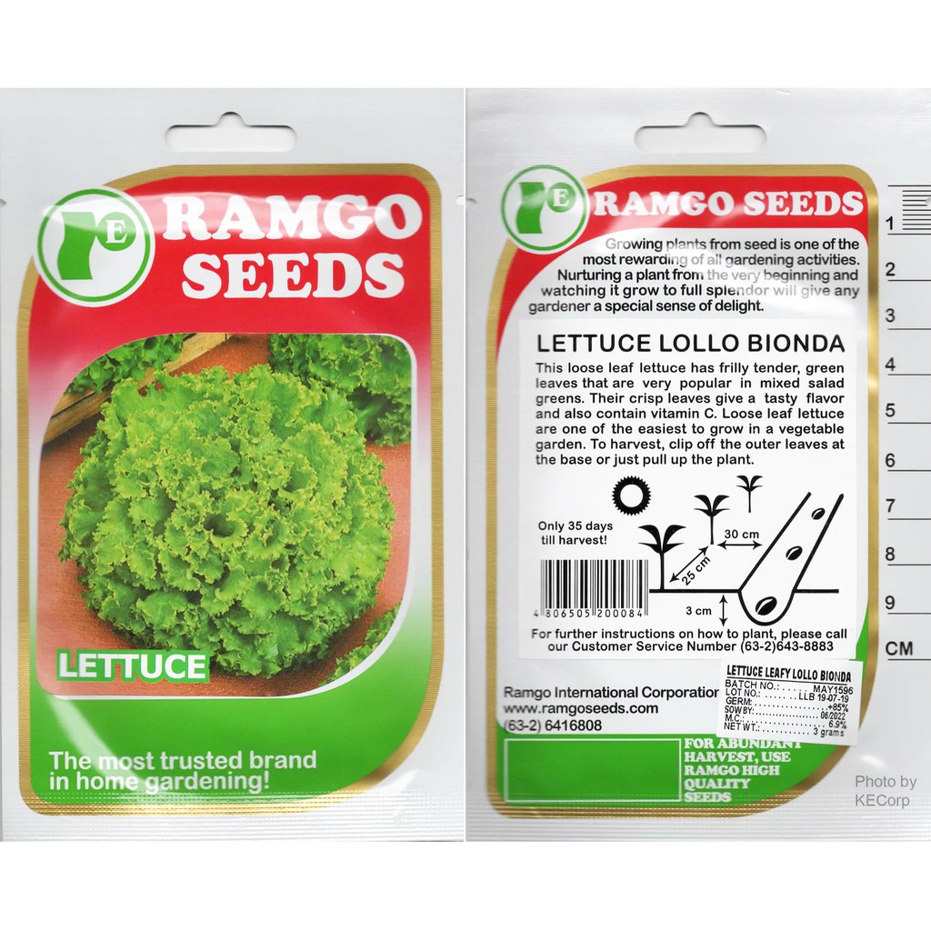 RAMGO Lollo Bionda Lettuce Seeds (2022 Stock) | Shopee Philippines