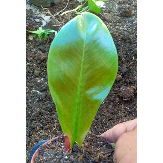 Linnaei Philodendron."Sitting princess".live plant.1 leaf only ...