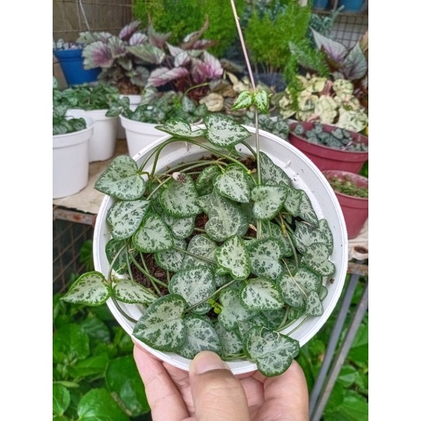 Ceropegia linearis ssp. woodii 'String of Spades' (known as string of ...