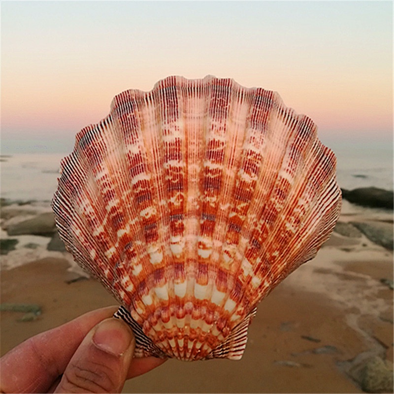 5pcs 12-16cm Natural conch large scallop shell fish tank aquarium ...