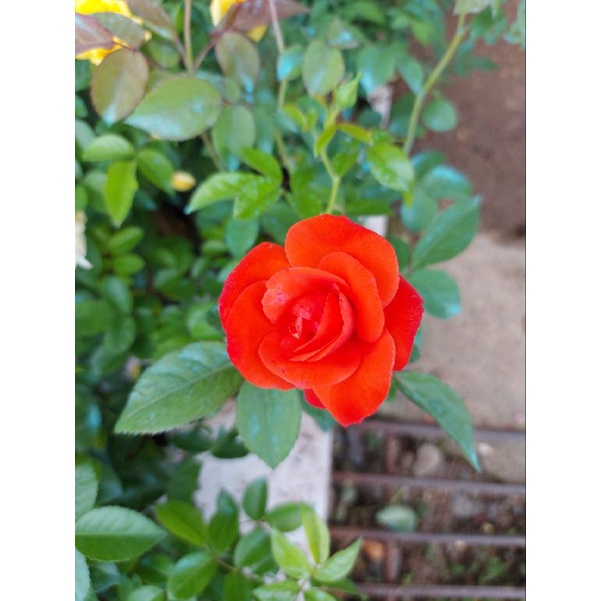 Piti mini roses (small petals)-luzon area only | Shopee Philippines