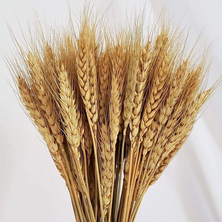 Dried Wheat Flower (5 long stems) Natural Dried Flower Cake Topper ...