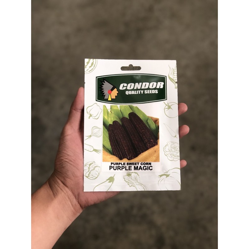 PURPLE MAGIC Purple Sweet Corn (Condor Quality Seeds) | Shopee Philippines