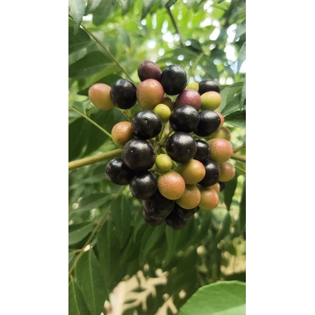 Curry Tree Seeds (Murraya koenigii) | Shopee Philippines