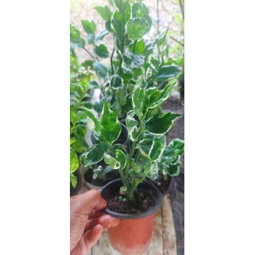 Curly Variegated Devil's Backbone | Shopee Philippines