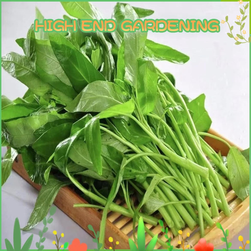 Kangkong Water Spinach Vegetable Seeds Green Gardening Natural Healthy ...