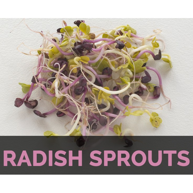 Radish Sprouts Kaiware Microgreens (5 grams) | Shopee Philippines