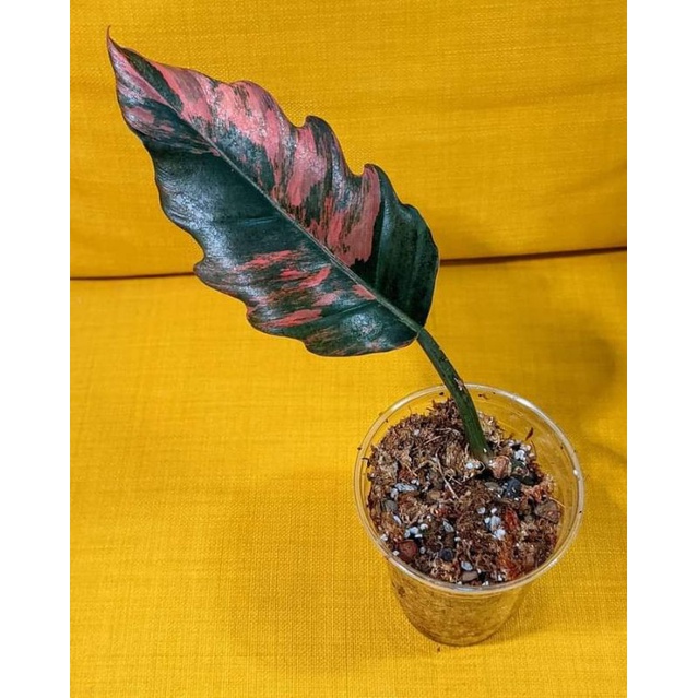 Pink Ring Of fire super variegated rare Philodendron orp | Shopee ...