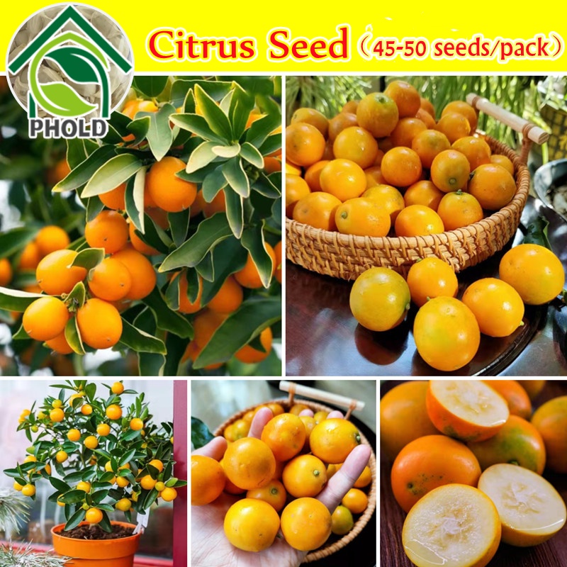 100% Original Orange Citrus Seeds Fruit Seed Bonsai Citrus Tree Seeds for Planting (30-40 Seeds ...