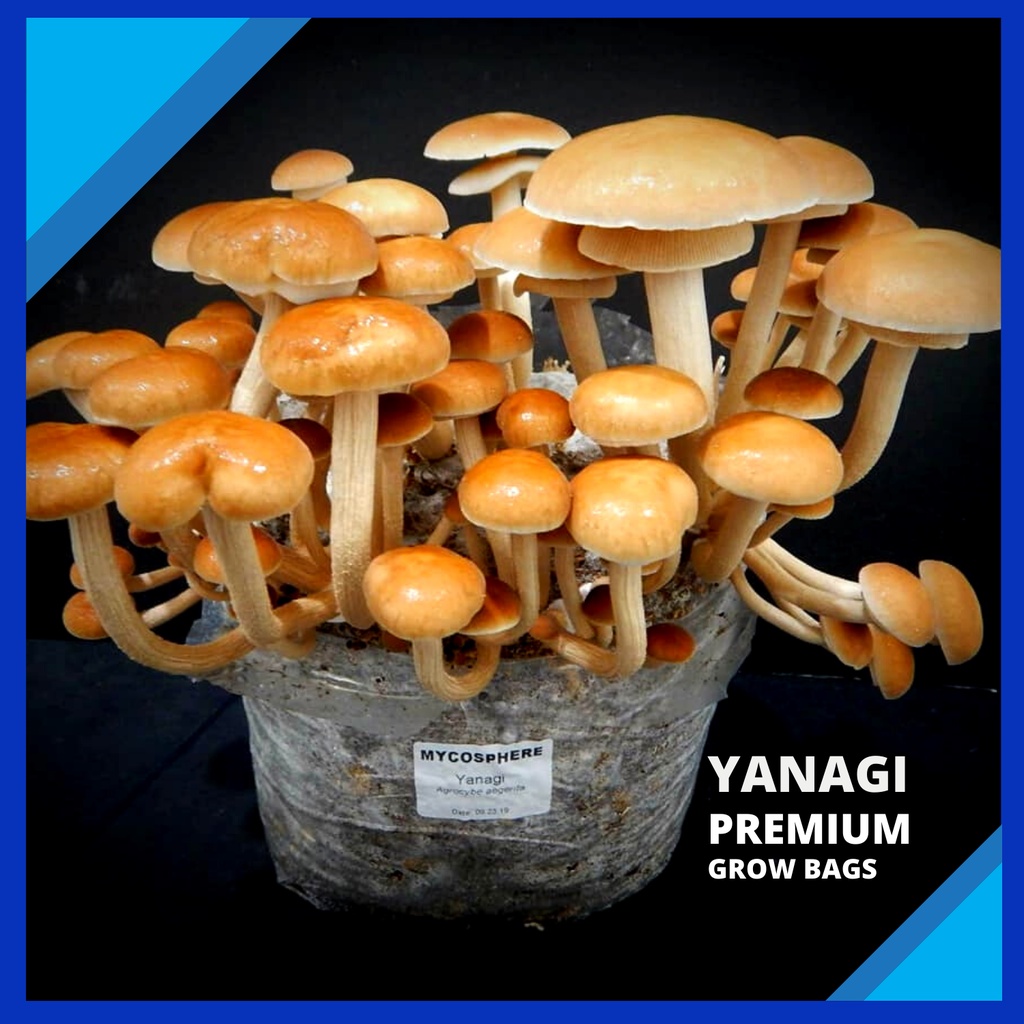 Mushroom Fruiting Bag / Grow Bag - Yanagi Matsutake / Pioppino (2kg ...