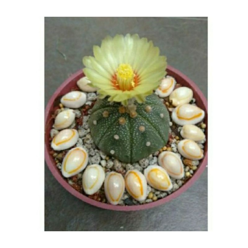 Sigay/cowrie Sea Shells | Shopee Philippines