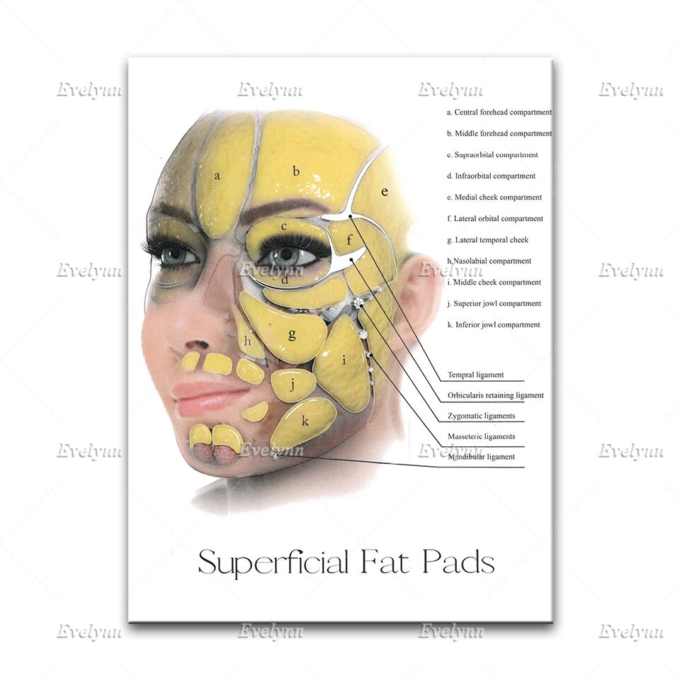 ๑ Female Face Anatomy And Physiology Muscles Vessels And Fat Pads Print ...