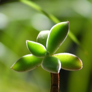 reinforce - Best Prices and Online Promos - Nov 2024 | Shopee Philippines