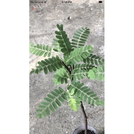 Tamarind/Sampaloc Tree Seedlings in a plastic pot with soil - 1 pc ...