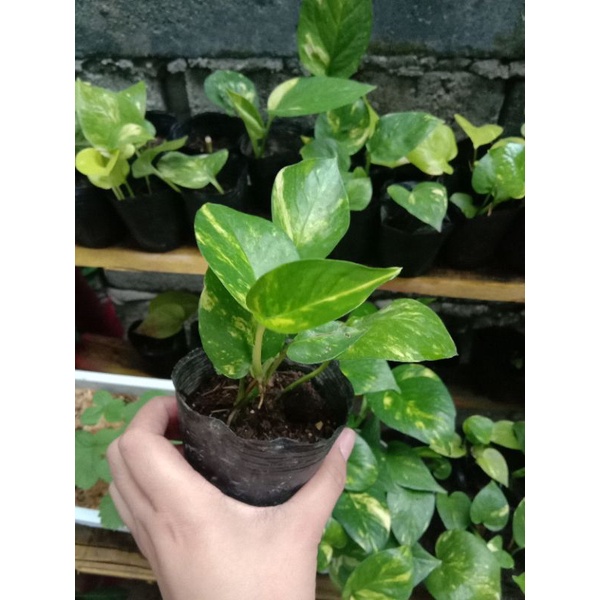 GOLDEN PHOTOS || IVY ARUM HOUSE "M0NEY PL4NT" with soil cutt8ngs ...