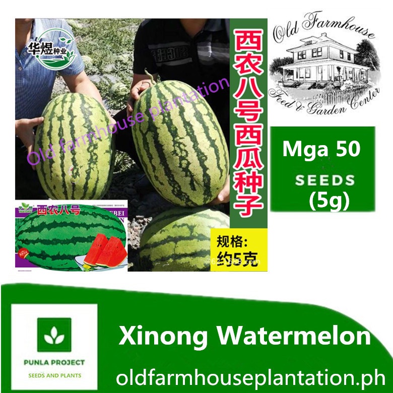 50PCS No.5 Giant Watermelon Seeds for Planting Super Sweet Juicy Pakwan ...