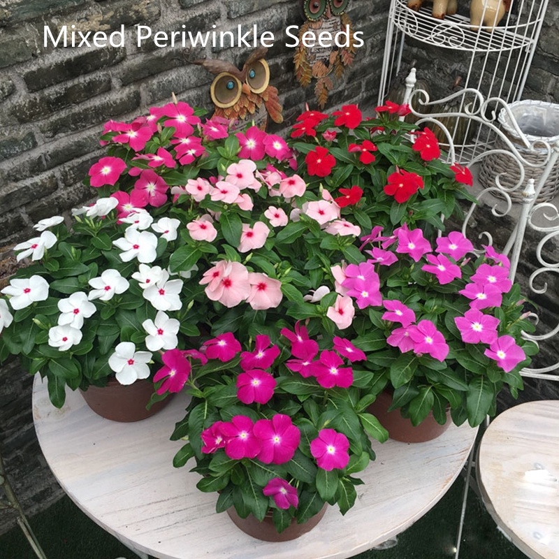 Philippines 100pcs Mixed Periwinkle Seeds Bonsai Flower Vinca Seeds ...