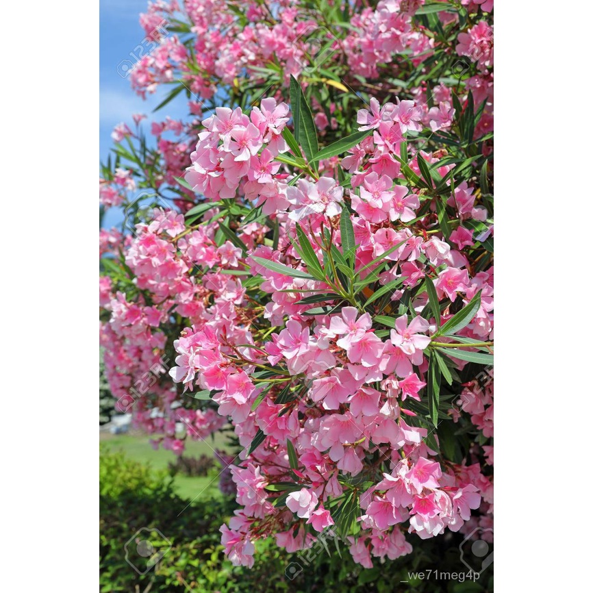 seeds flower plants Light Pink Oleander Nerium oleander 20 Seeds (Fre ...