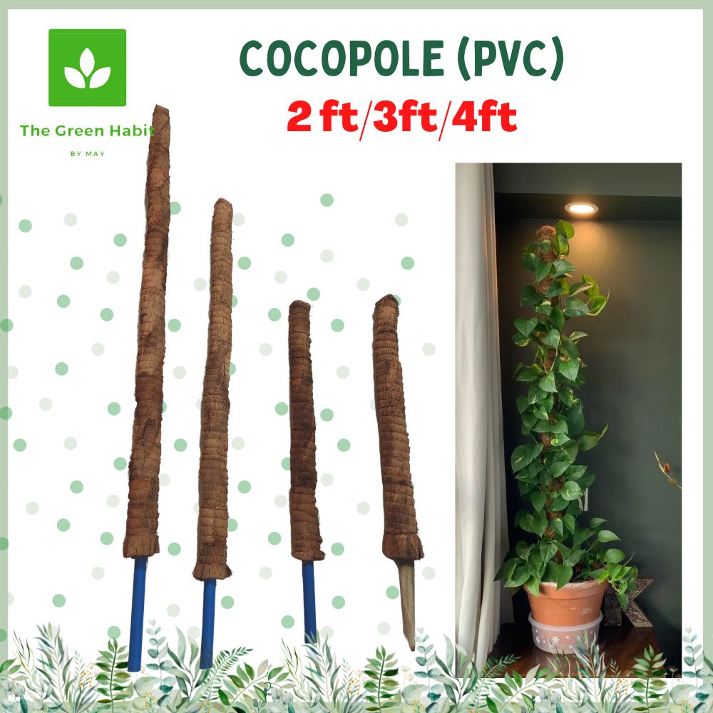 The Green Habit | coco pole support for plant coco pole pvc 2ft 4ft 6ft ...