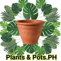 Shop plantsa for Sale on Shopee Philippines