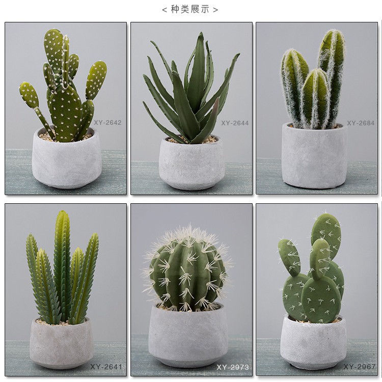 beautiful succulent cactus plants bonsai flower Ben seeds | Shopee ...