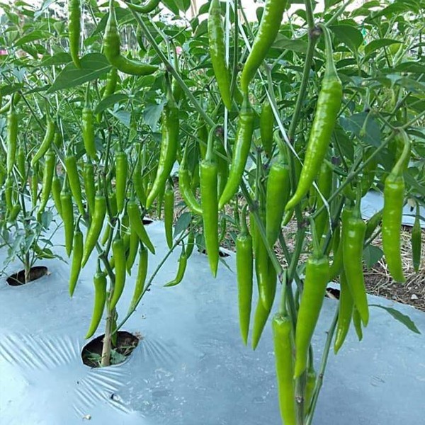 HIGH QUALITY SILI SEEDS (Siling Labuyo/Demonyo/Taiwan, Bell Pepper ...