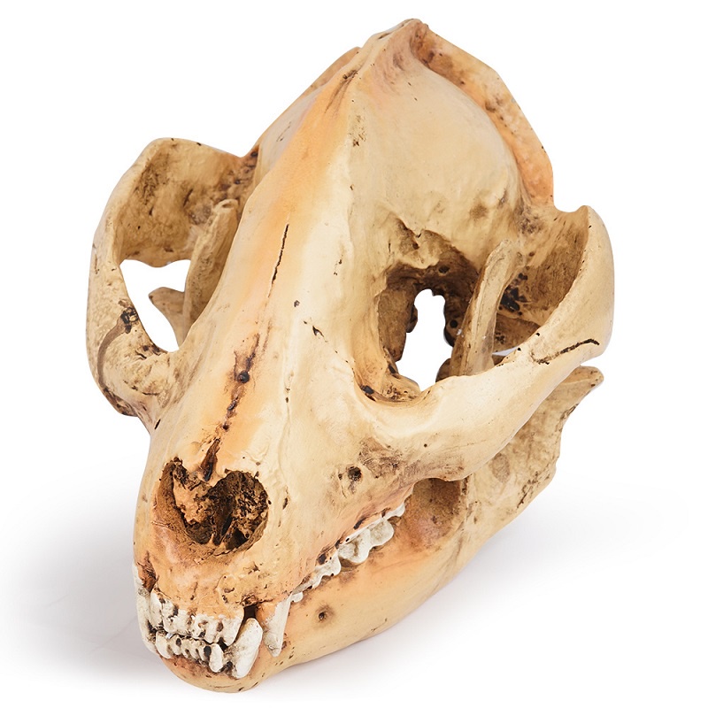 Red Panda Skull Resin Crafts Animal Skull FossilZoo Skull Model Display ...