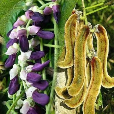 White Velvet Beans (Sabawil Ilocano) Seeds | Shopee Philippines