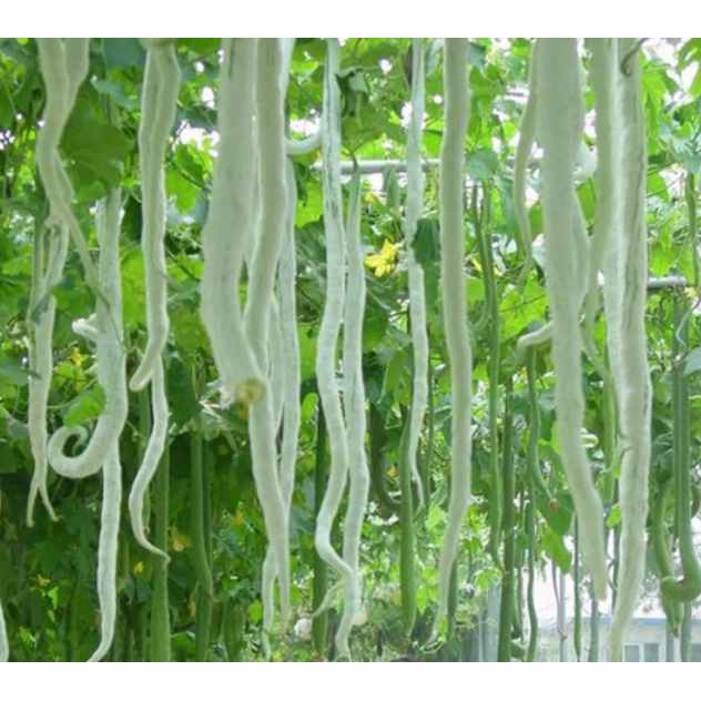 Snake Gourd Bean Vegetable Seeds ( 4 seeds ) - Basic Farm House ...