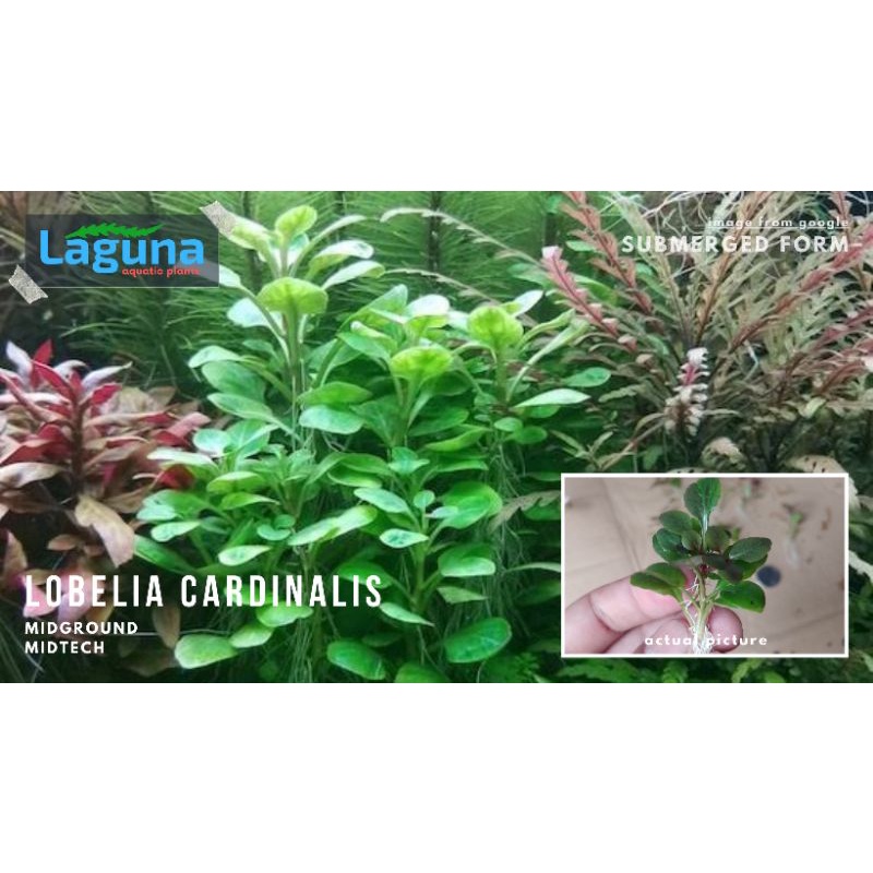 Lobelia Cardinalis (big size) lowtech (1pcs+) | Shopee Philippines