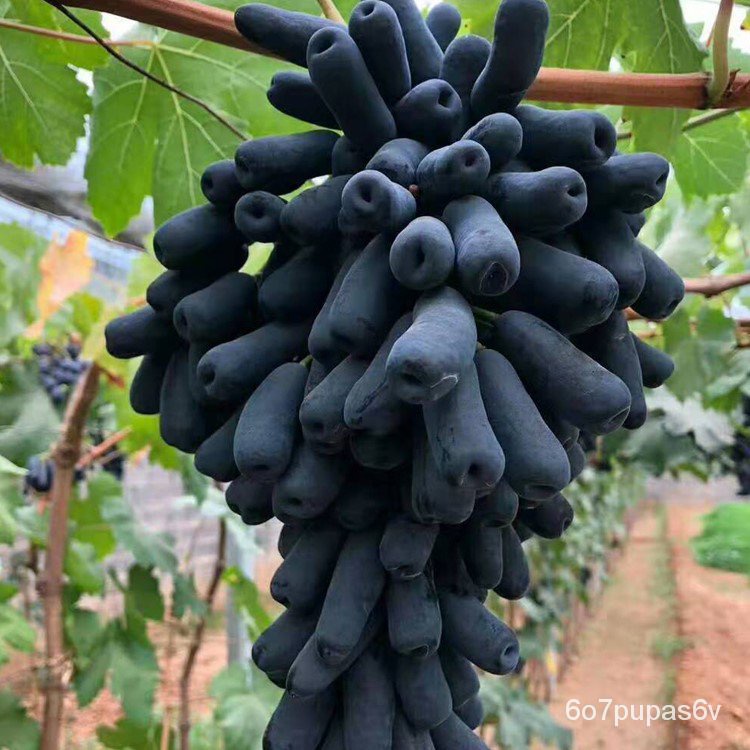 Sweet Sapphire Grape Tree South North Planting Pot Climbing Vine Extra ...