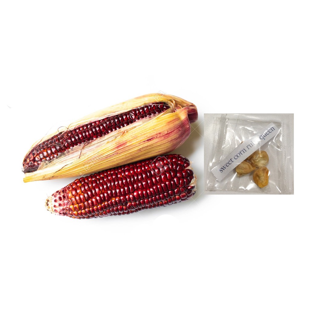 ruby queen sweet corn hybrid plant seeds | Shopee Philippines