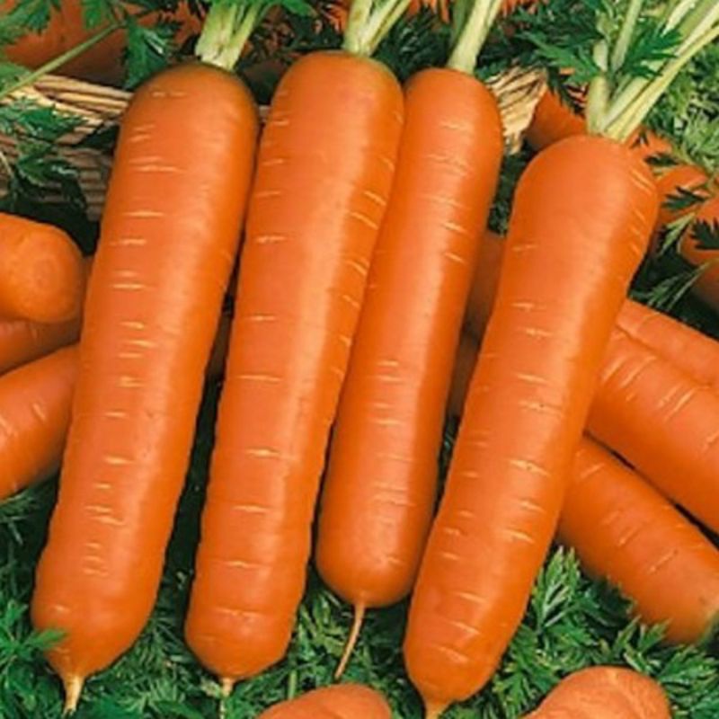CARROTS 20 PCS SEEDS | Shopee Philippines