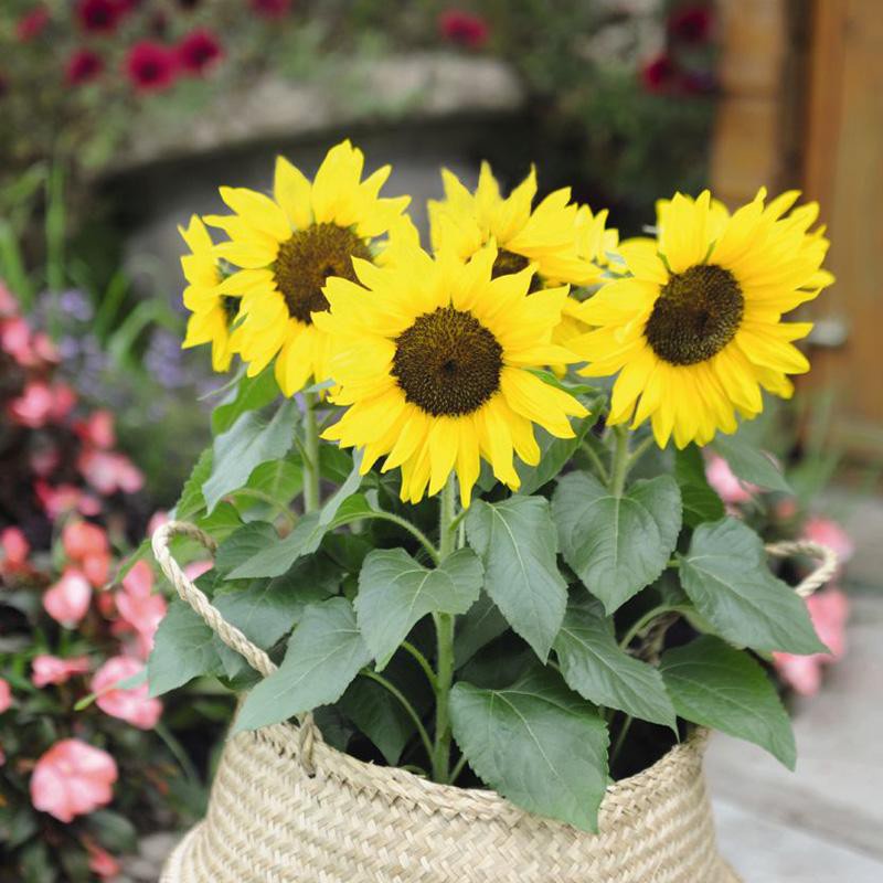 Ornamental sunflowers Dwarf Sunflower seeds （5 seeds) | Shopee Philippines