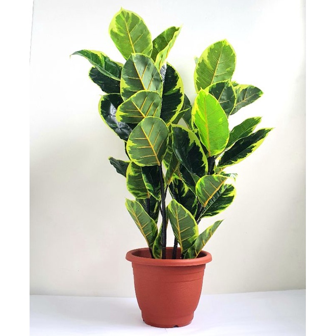 Artificial Yellow Green Rubber Tree XXL 3 Feet Tropical in Pot Indoor ...