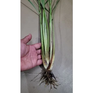 tanglad - Best Prices and Online Promos - Jul 2024 | Shopee Philippines