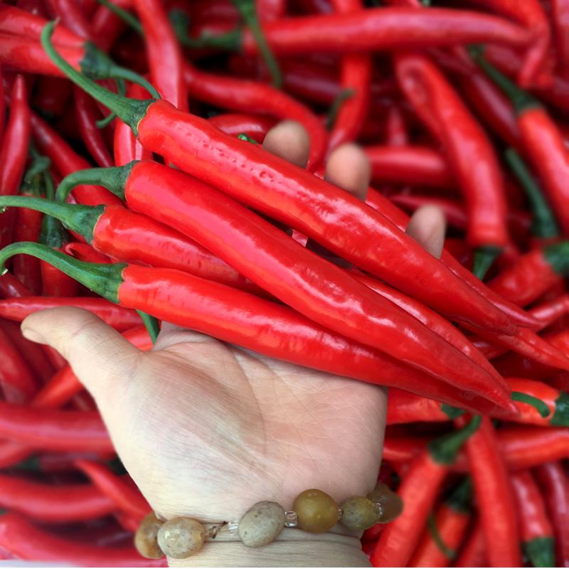 20pcs Siling Labuyo Seeds Pepper Seeds Vegetable Seeds Fresh From Farm ...