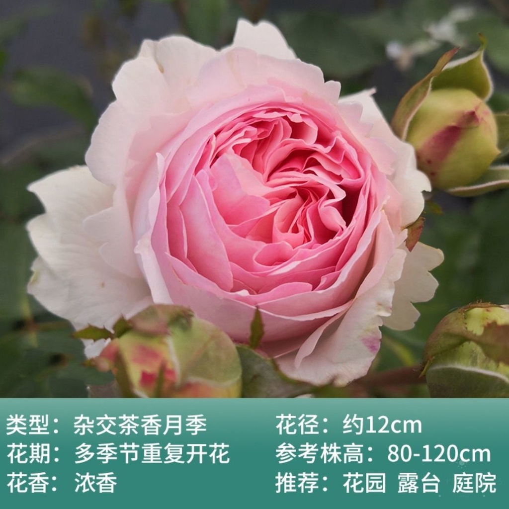 Potted Yifu Series Chinese Rose Earl Big Flower Chinese Rose Flower ...